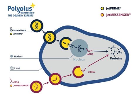 Cell Transfection Database Over 4000 Publications