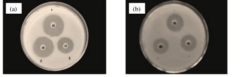 Production And Antibacterial Activity Of Bacteriocin Or Bls 3 By A Download Scientific