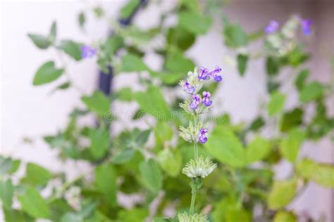 closeup of catnip on green background stock image image of medicine