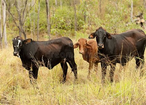 Cattle Cows Stock Image Image Of Pasture Fuzzy Nature 20190241