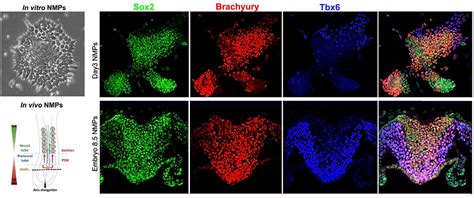 Mina Gouti Lab Neuromesodermal Progenitors