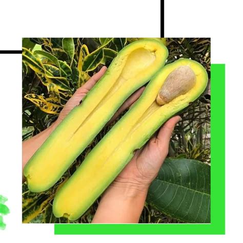 🥑Плод авокадо - односемянная ягода... - Корейская косметика | Facebook