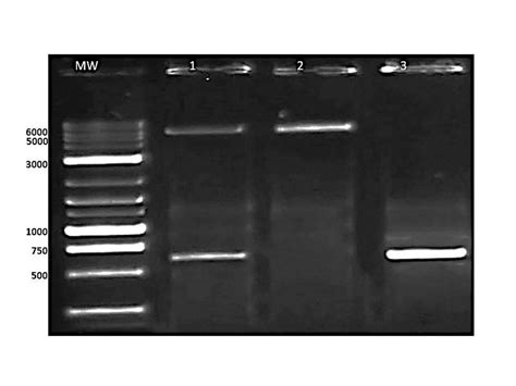 13 Gene Cloning And Clone Confirmationpptx