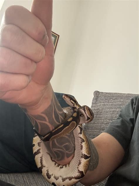 Why Wont My Python Eat Rballpython