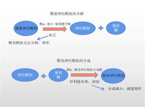 依利格鲁司 戈谢病的全球首个口服药物 药队长