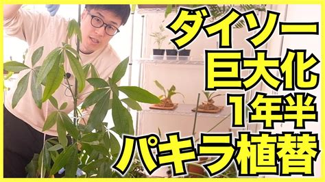 【観葉植物】ダイソーで買って1年半育てたパキラを植え替え【100均巨大化】 Youtube