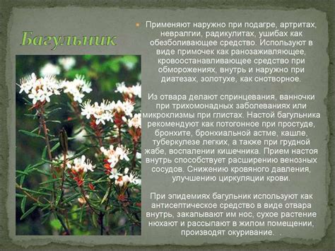 Лекарственные растения Ленинградской области - презентация онлайн