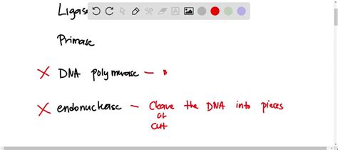 Solved Which Enzyme Separates The Two Complementary Strands Of Dna During Dna Replication