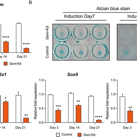 Gem Silencing Suppressed Chondrogenesis And Cartilage Matrix Formation