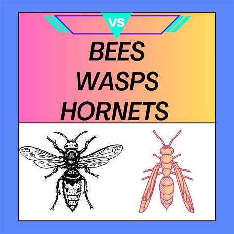 Bees Vs Wasps Vs Hornets Whats The Difference Bee Combplex
