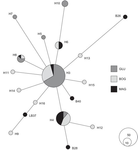 Minimum Spanning Network Of ND2 MtDNA Sequences See Table 1 Each