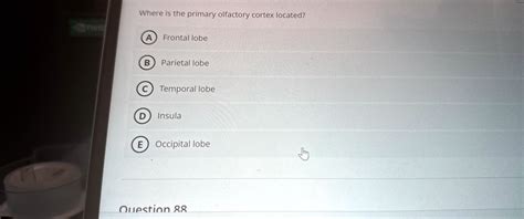 Where Is The Primary Olfactory Cortex Located A Frontal Lobe B