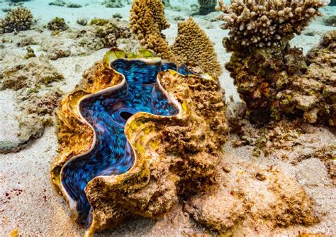 What Do Giant Clams Eat