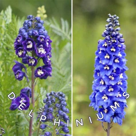 Germination Trick For Delphinium Seeds Cold Stratification In Fridge