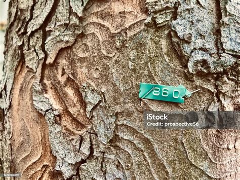 Labeling Trees For Visitors Forest Inventory Sampling Design And