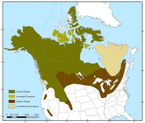 Connecting Fragmented Habitat Is Essential For Wolverine Conservation