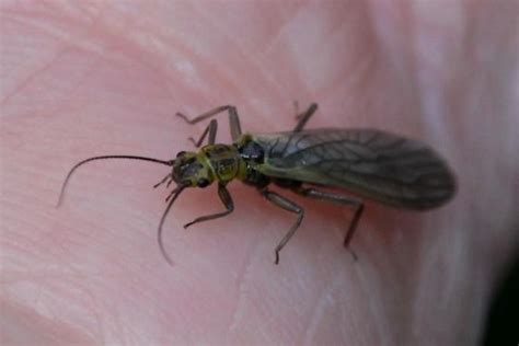 Unidentified Winged Bug Bugguide Net