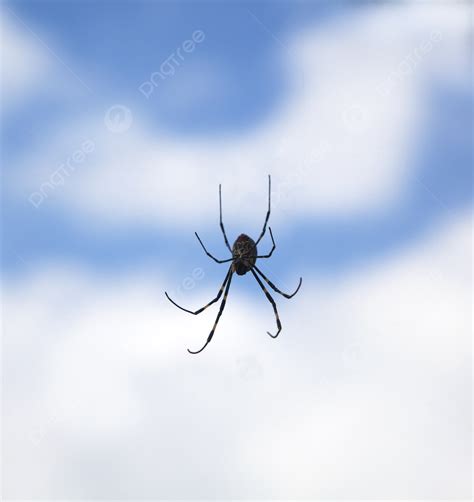Spider Air Spider Danger Photo Background And Picture For Free Download