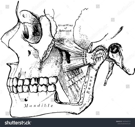 This Illustration Represents Pterygoid Muscles Vintage Stock Vector