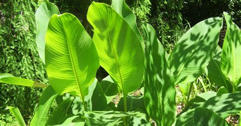 Does Arrowroot Powder Go Bad Unlimited Recipes