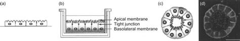 Epithelial Cell Structure And Polarity Clinical Tree