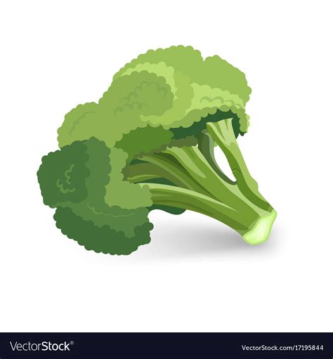 Broccoli Green Plant Isolated Royalty Free Vector Image