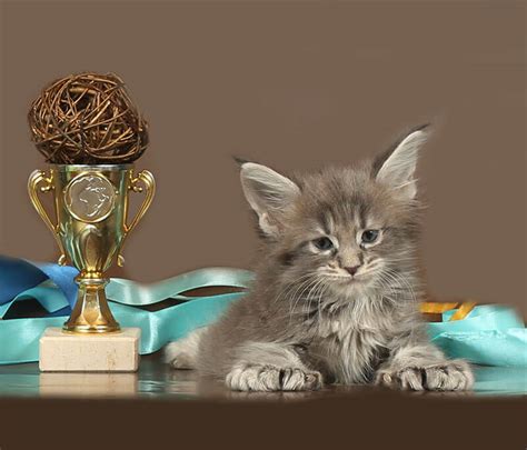 Котята > www.cats-xo.ru