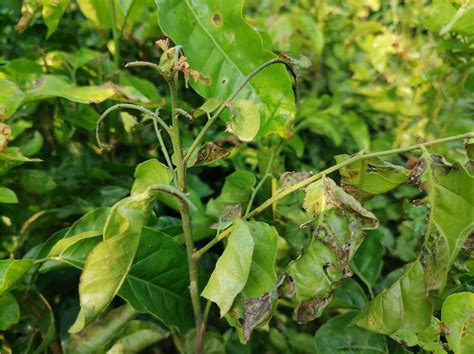 防治黄皮果梢腐病的发生 知乎