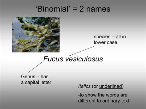 Binomial Classification Of Animals And Taxonomy Ppt