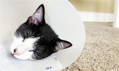 299 Best Poor Kitty Images On Pholder People Fucking Dying Aww And Donthelpjustfilm