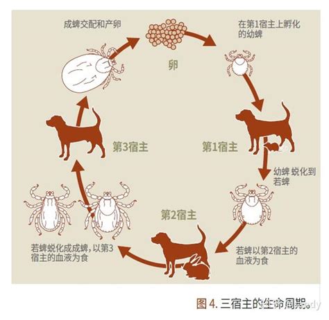 蜱虫王炸小百科 知乎