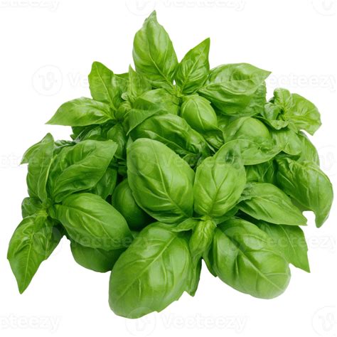 Fresh Basil Leaves Gathered From A Garden Harvest 52650696 Png
