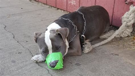 Photo Of Dog With Duct Tape Muzzle Has Oregon Woman Others Worried Katu