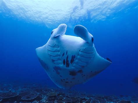 Celebrate World Manta Day With Some Interesting Facts Nestia