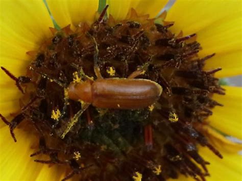 Possibly Blister Beetle Meloidae Reddish Brown Bugguide Net