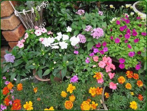 インパチェンスは葉の色で花色を想像孫はおもらしばかり 狭い庭を花いっぱいにする育て方 楽天ブログ