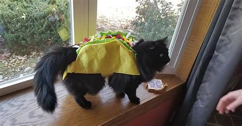 Our Kitty Dressed As A Palindrome For Halloween Imgur