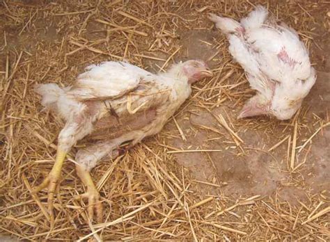 Important Viral Diseases Of Broilers And Their Management Vprint Infotech