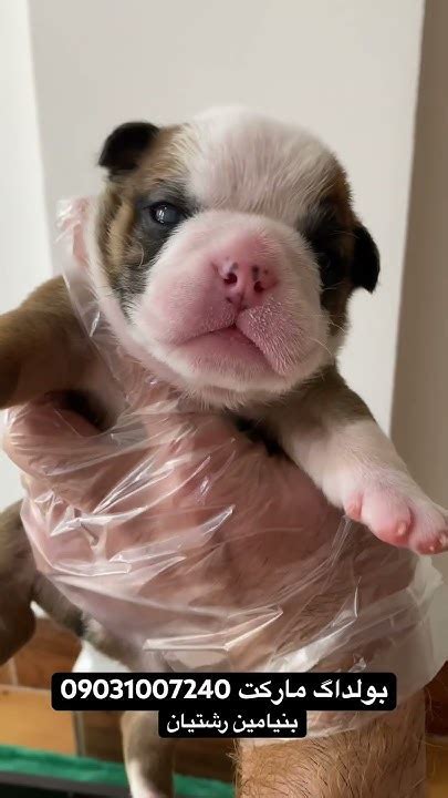 توله بولداگ‌های انگلیسی تازه چشم باز کردن و در حال شیر خوردن از مادرشون