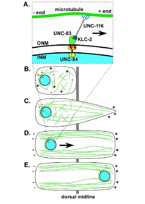 A Model Of Nuclear Migration In C Elegans Hyp7 Cells A The Nuclear