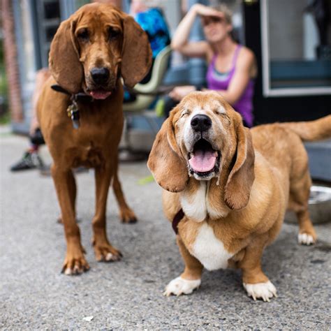 Bloodhound With Basset Hound