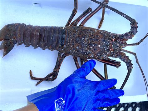 【迫力の大きさ！】大型イセエビ12〜13kg前後！（1匹入り）長崎五島列島産・伊勢海老漁師直送：長崎県産の伊勢エビ｜食べチョク｜産地直送