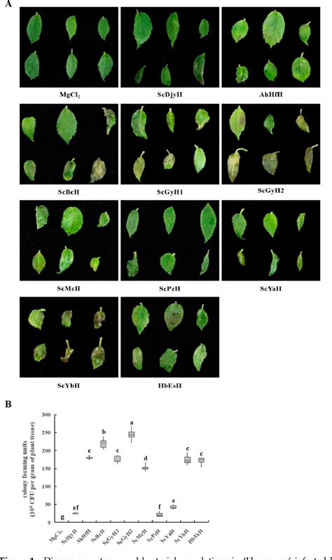 Figure 1 From Genomic Variation And Host Interaction Among Pseudomonas Syringae Pv Actinidiae
