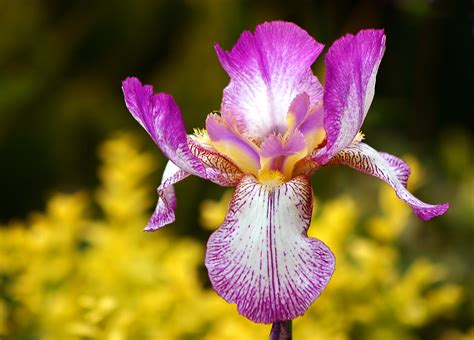 LAS FLORES Iris