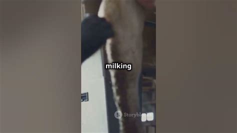 Milking A Cow Udderly Fascinating Shorts Trendingshorts Fyp Youtube
