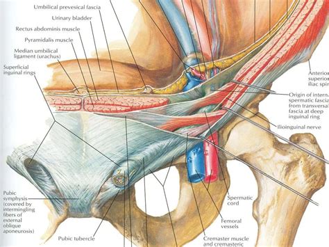 Groin Anatomy Inguinal Hernia Clinical Anatomy Ppt