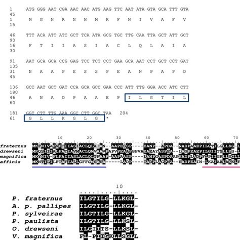 A The Nucleotide Sequences Of Precursors Encoding Protonectin B