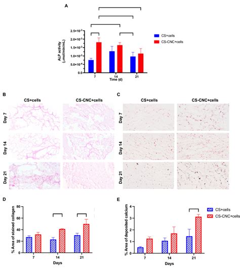 In Vitro Osteogenic Differentiation Of Mc3t3 E1 Cells In Hydrogel