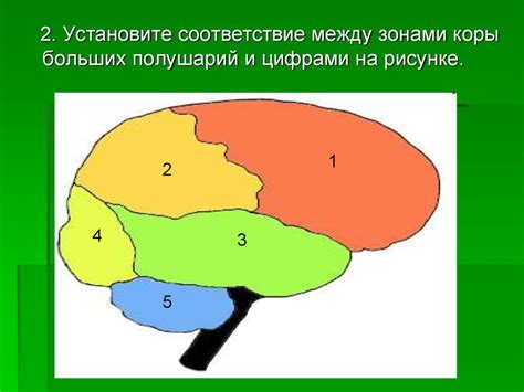 Строение головного мозга человека презентация онлайн