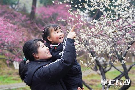 组图丨省植物园“梅”艳绽放，引来游客争相打卡 图片 长沙晚报网